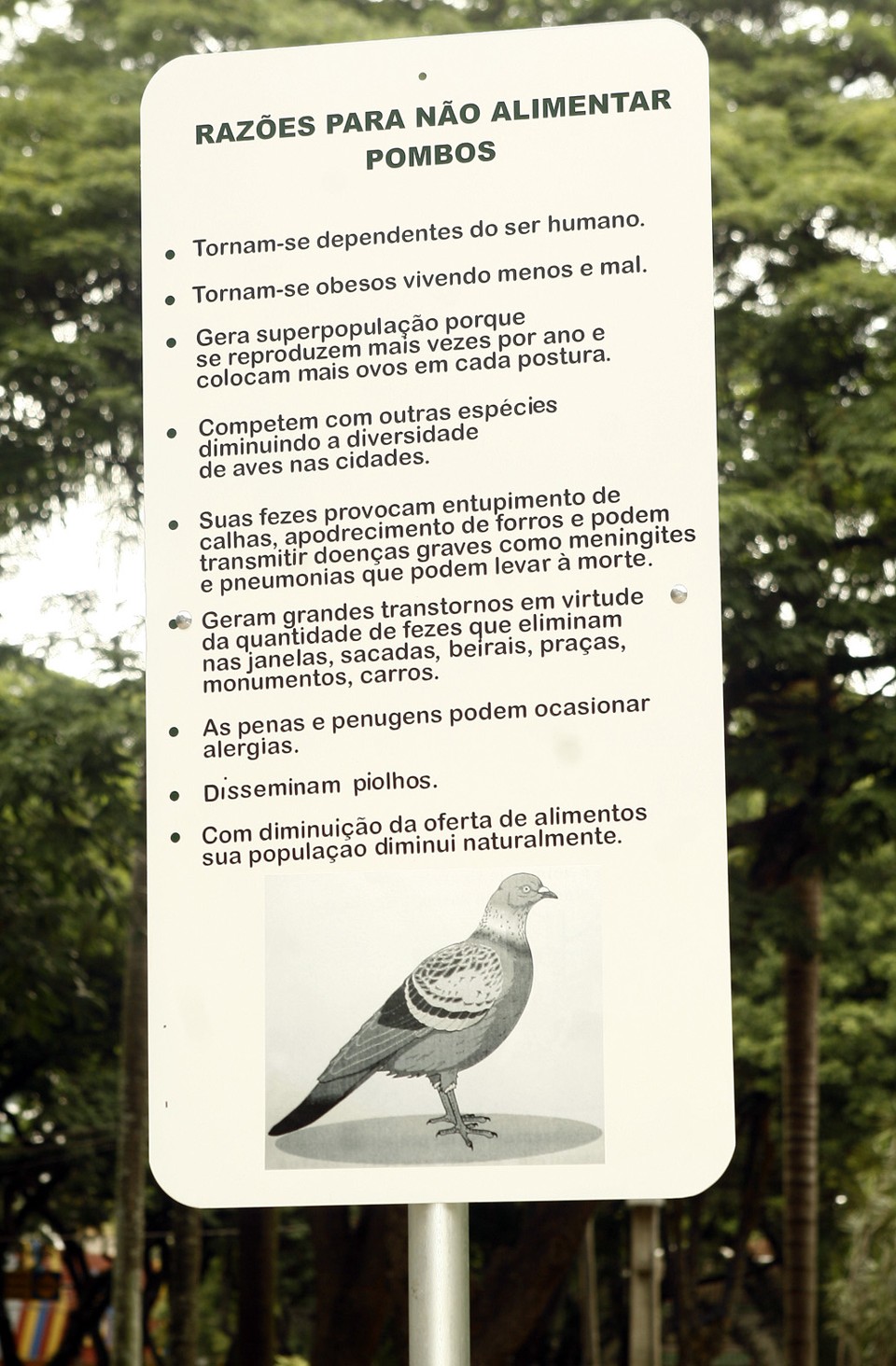 Maringá faz campanha para população deixar de alimentar pombos
