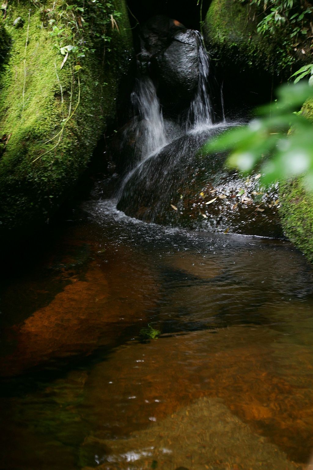 Nascentes do Iguaçu resistem à pressão urbana