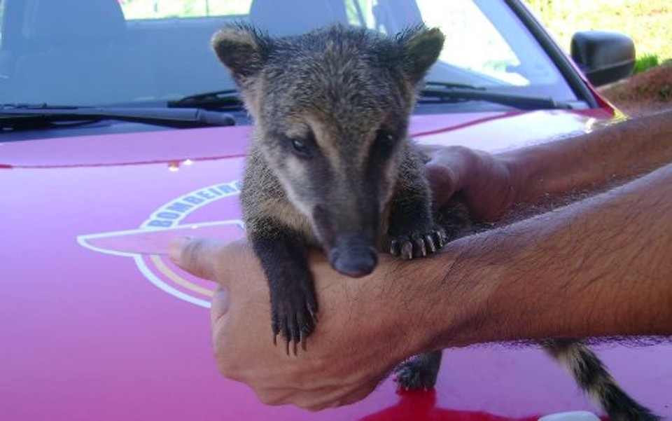 Crianças resgatam filhote de quati abandonado em Goiás