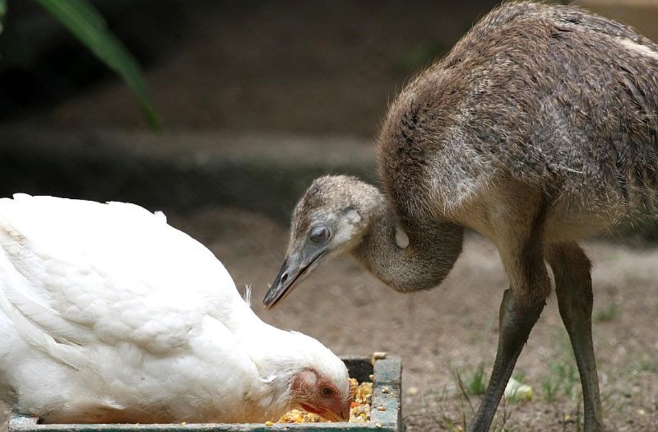 Ema rejeitada é adotada por frango de granja