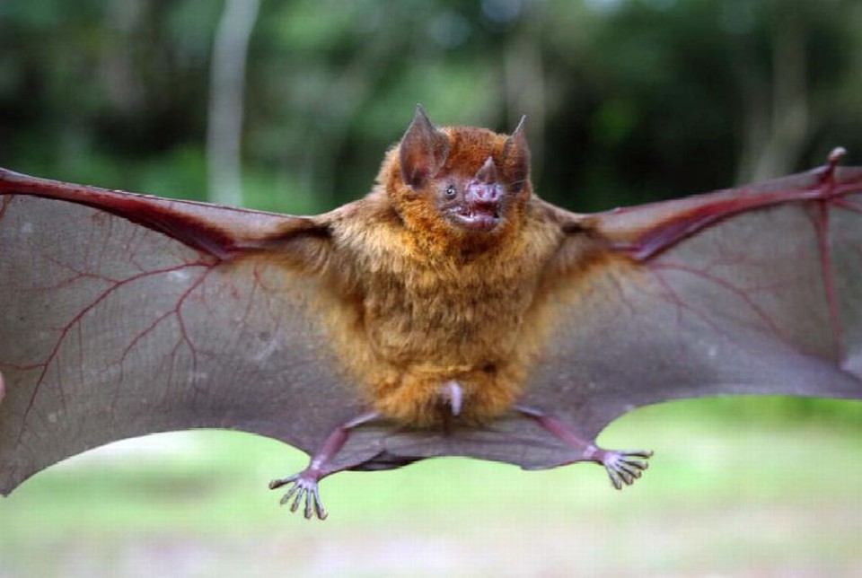 Espécie de morcego é encontrada em reserva