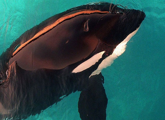 Orca mata treinadora em parque da Flórida