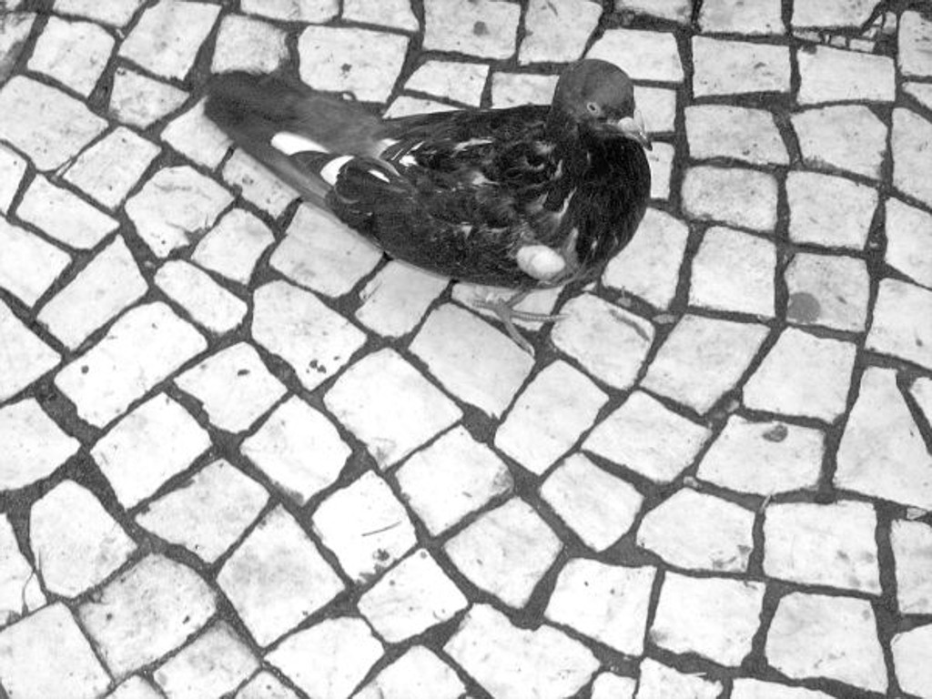 Pomba doente