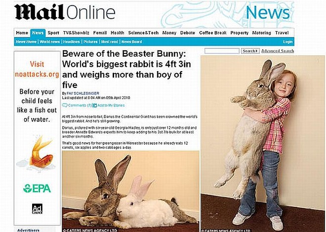 Maior coelho do mundo tem 1,5 m e 20 kg