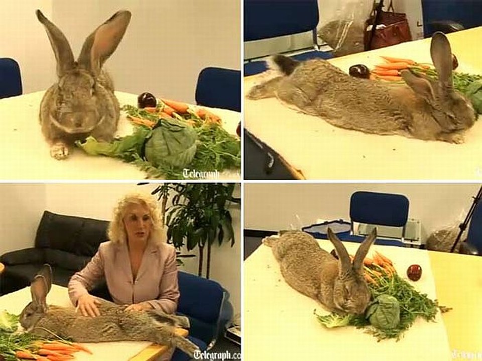 Coelho de 1,3 metro e 22,2 kg é reconhecido como o maior do mundo