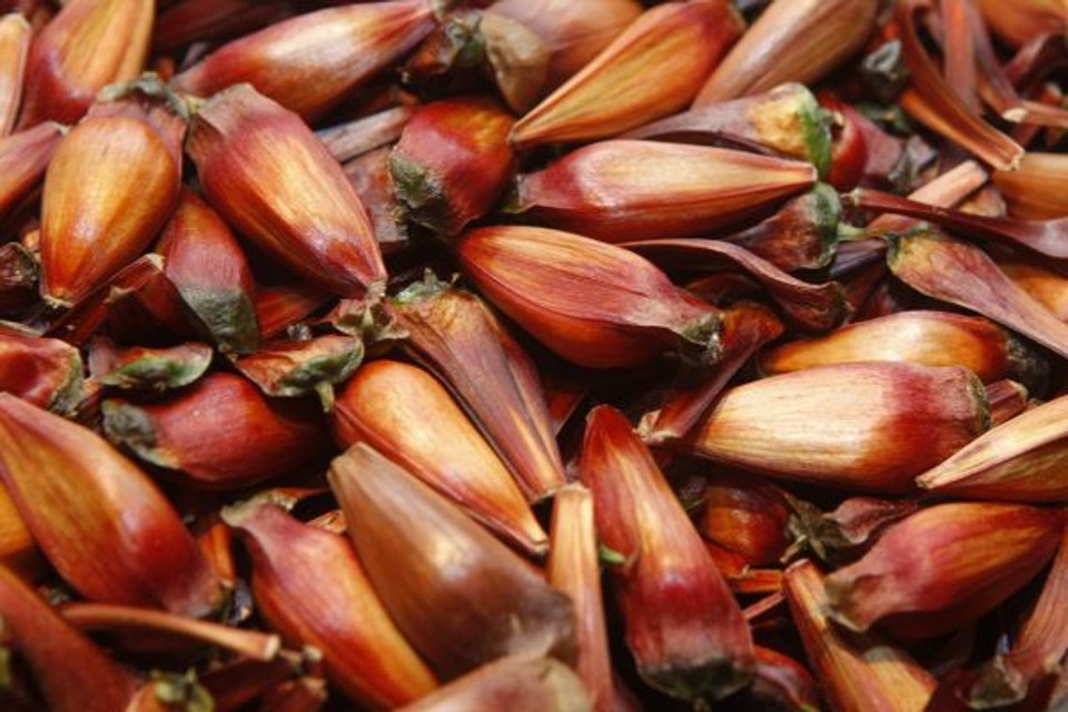 PR dobra a produção na safrinha