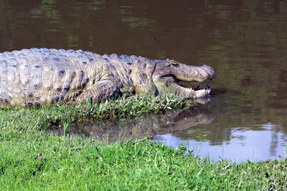 Jacaré ataca na Ilha do Mel