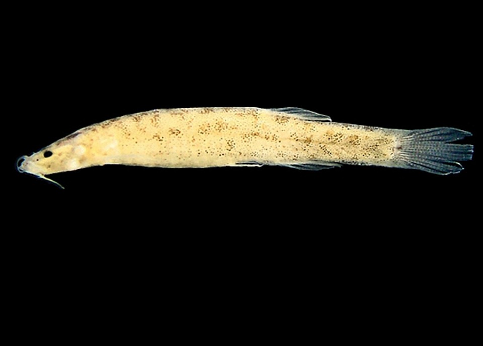 Expedição na selva encontra espécie de peixe inédita em reserva do PA