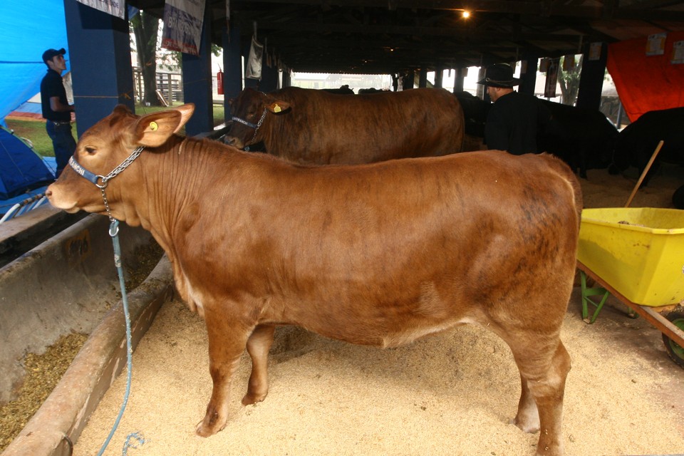 Exposição apresenta primeira vaca clonada do Paraná