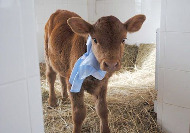 Vaca clonada na Argentina produzirá leite materno