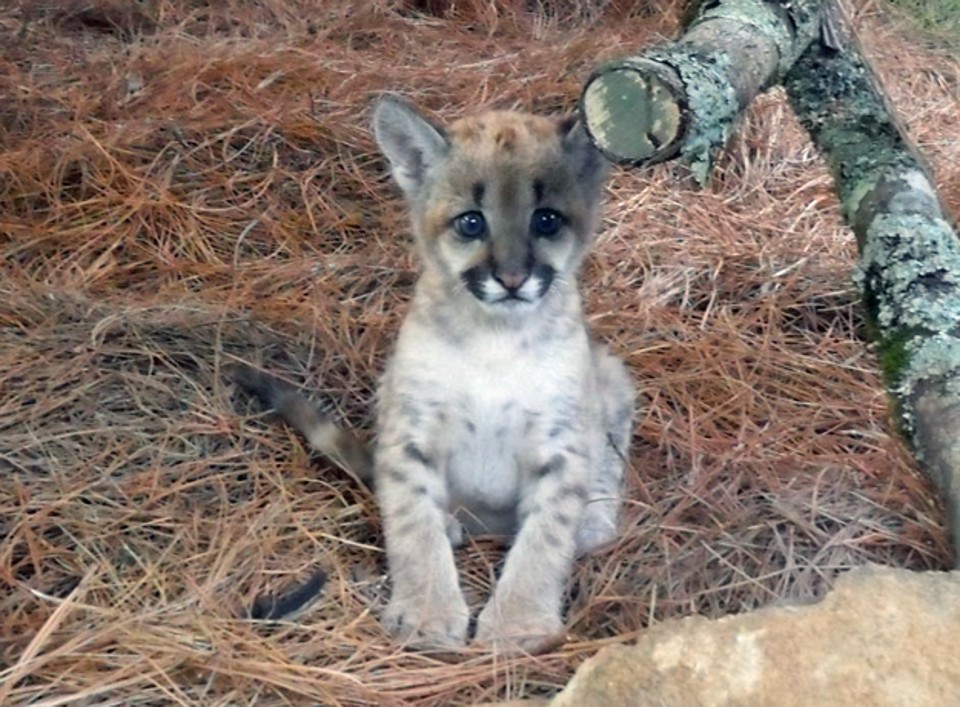 Primeiro filhote de puma nascido em zoo do RS faz sucesso com público