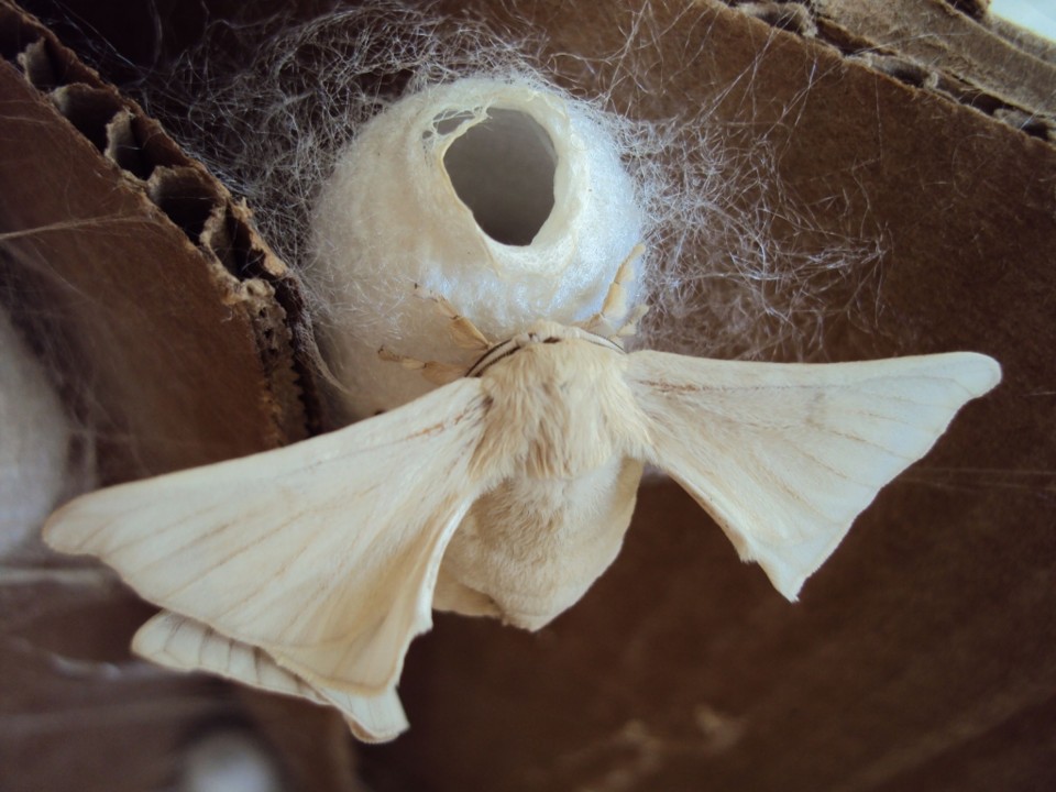 O projeto que é o bicho