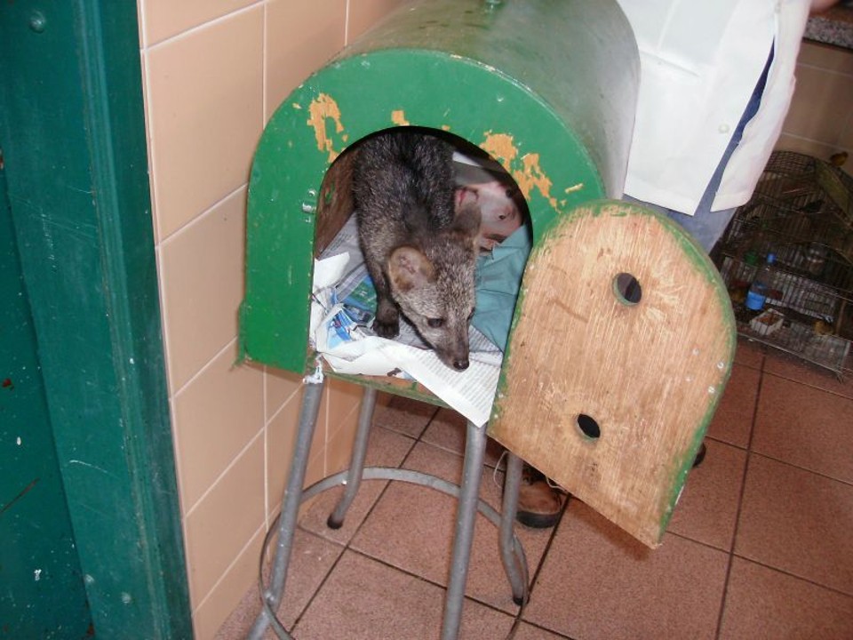 Todo dia um bicho silvestre é resgatado