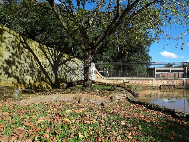 Jacaré capturado no Barigui em 2012 pode ser solto no Pantanal