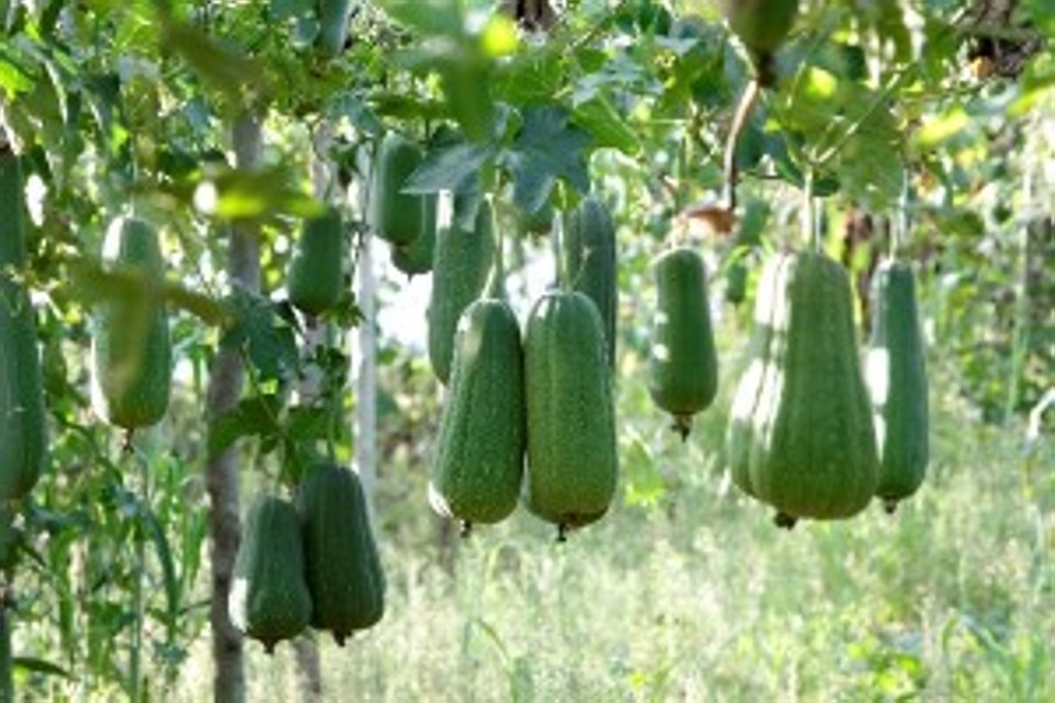 Cultivo de bucha ganha espaço na terra da uva