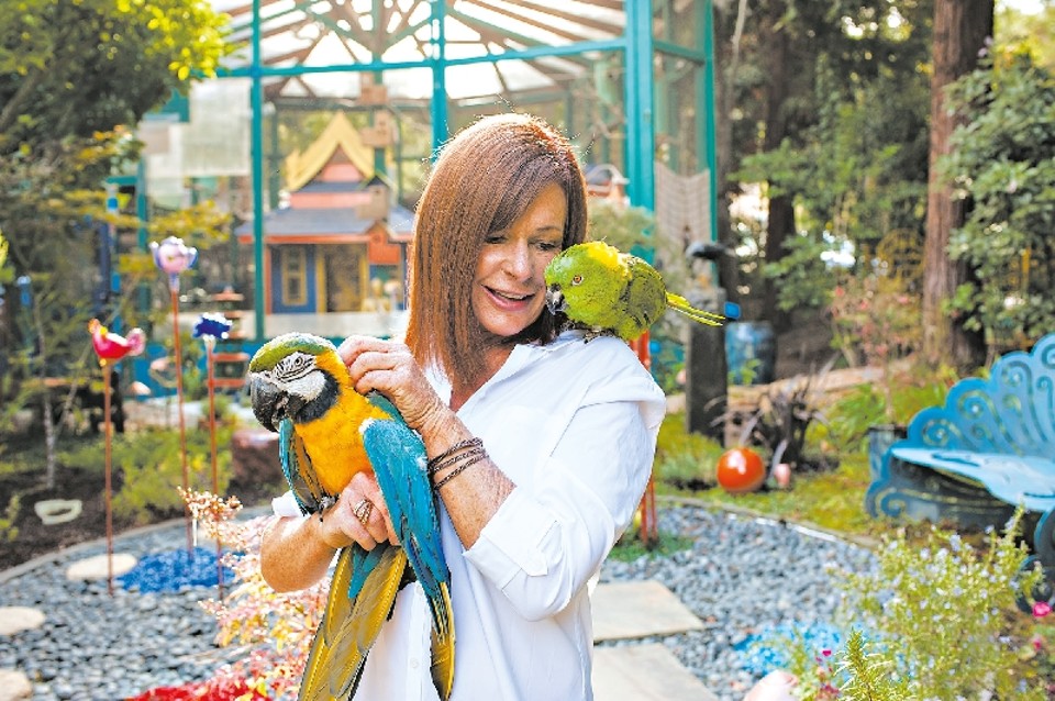 A calma em um quintal cheio de aves