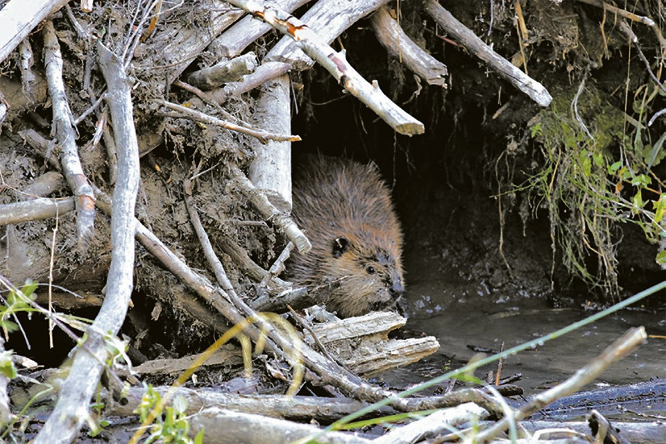Castores voltam a ser bem-vindos nos EUA