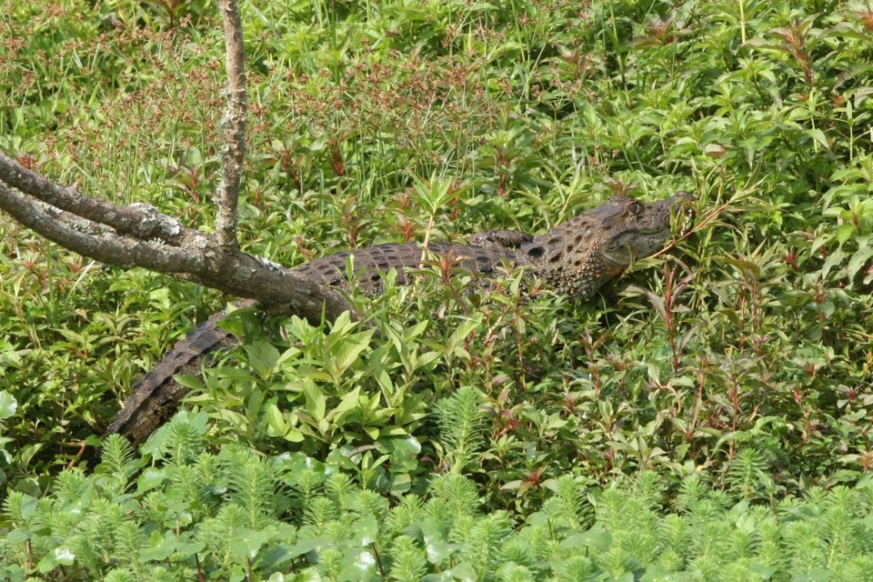 Veterinários identificam novo jacaré no Parque Barigui, em Curitiba