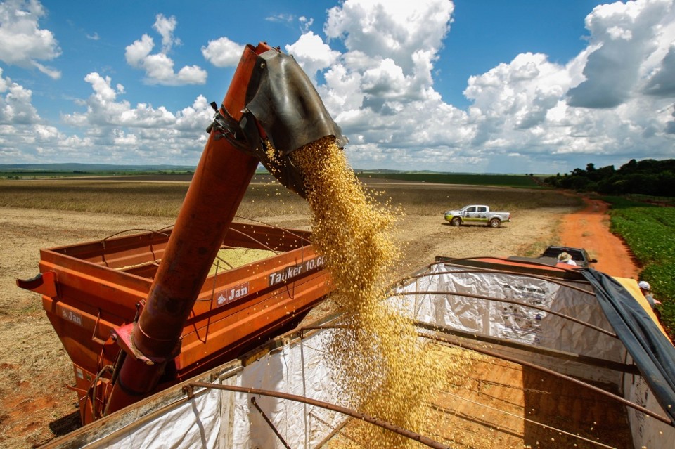 Galeria: Veja fotos do início da colheita em Goiás
