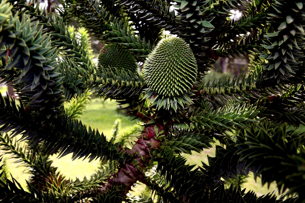 Pinhão precoce dá viabilidade ao cultivo de araucária