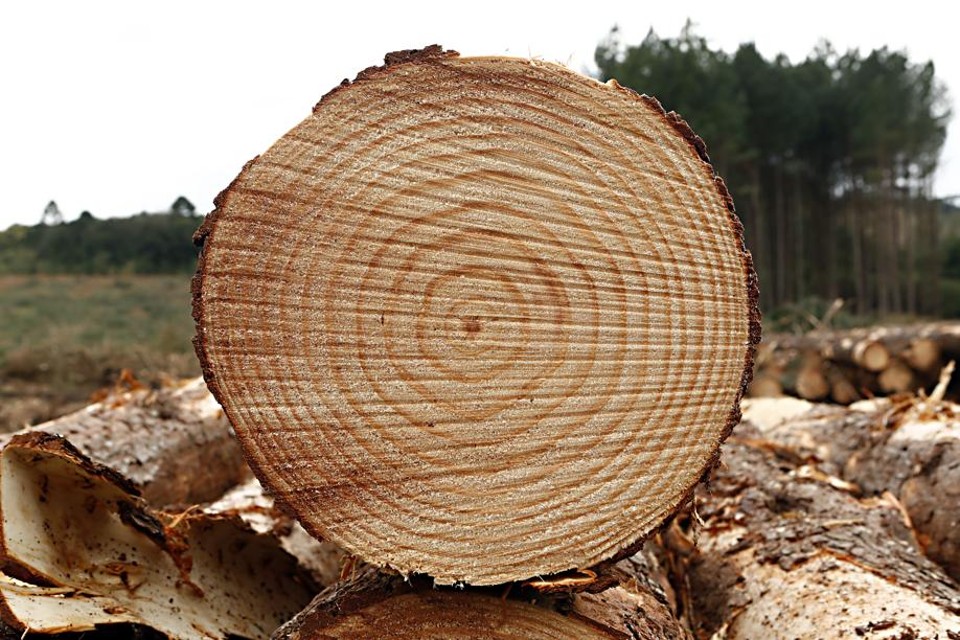 Galeria: entenda como funciona o ciclo de produção do pinus