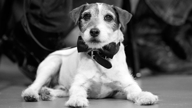 Uggie O Artista Uggie, The Dog From The Artist, Has Passed Away