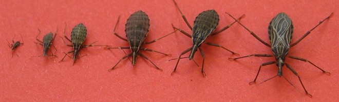 Cientistas sequenciam o genoma do inseto barbeiro