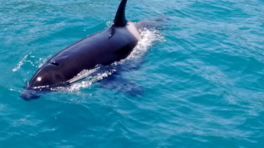 Família de orcas é vista no litoral norte de São Paulo