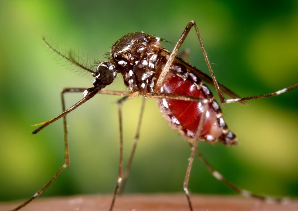 Vídeo: tudo o que você precisa saber sobre o zika vírus