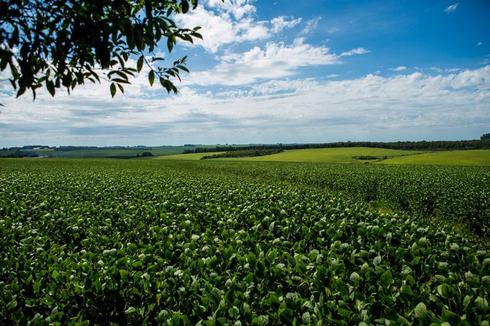 Cinco coisas sobre o campo que você queria saber, mas tinha vergonha de ...