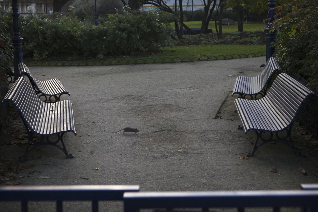 Ratos infestam as ruas de Paris
