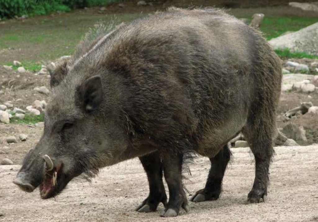 Conheça os bichos que assustam os trabalhadores do campo mais que filme ...