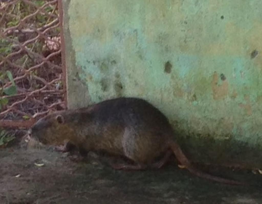 Rato do tamanho de gato assusta moradores do Norte do Paraná