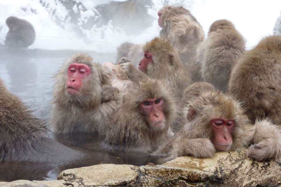 Zoológico do Japão sacrifica 57 macacos para proteger espécie nativa do ...