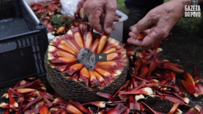 Gosta de pinhão? Então conheça o concurso que quer evitar o fim das ...
