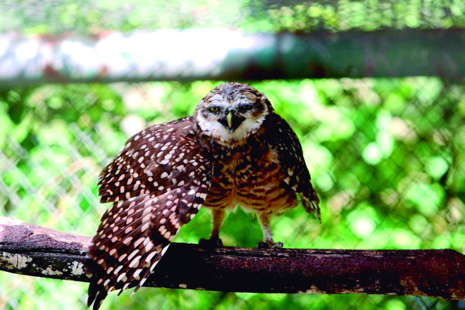 De coruja a gambá: saiba quais são os bairros de Curitiba com mais ...