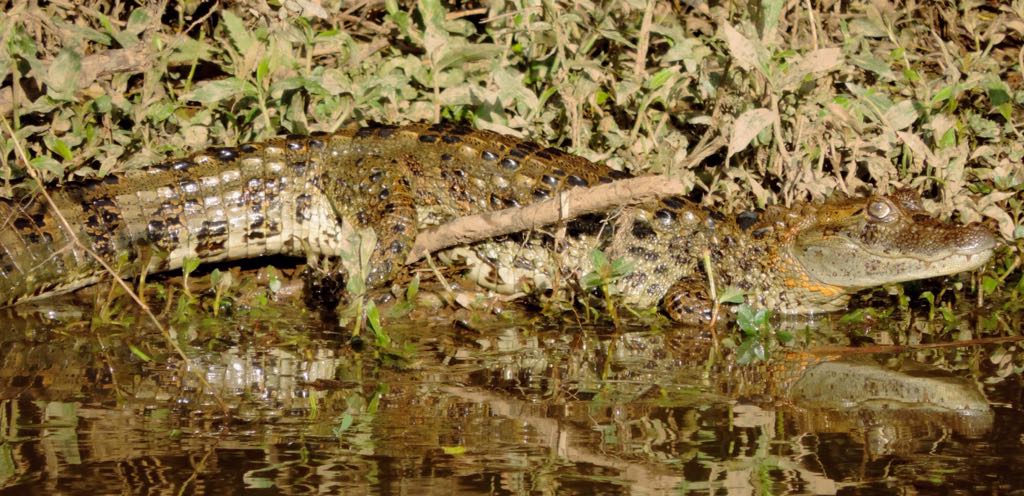 Jacaré no Parque Barigui: ele ainda existe?