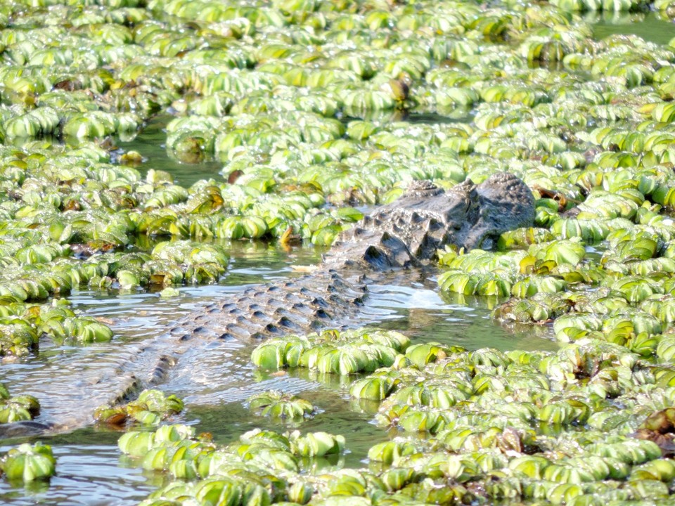Jacaré no Parque Barigui: ele ainda existe?
