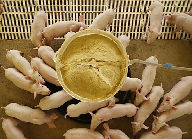 Ractopamina, a substância que provocou o veto russo à carne brasileira