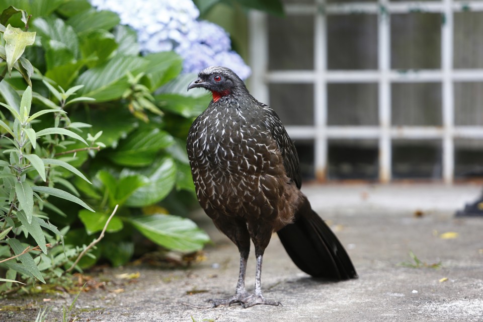 Jacu aparece no Tarumã e vira mascote do bairro