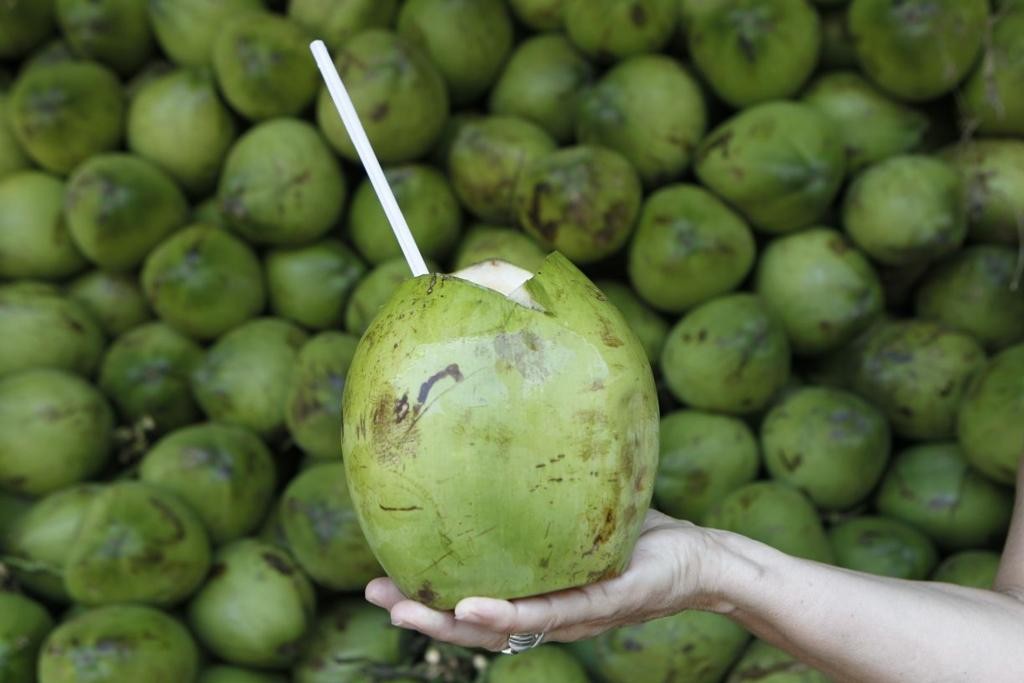 Por que o coco verde não vingou no Paraná?