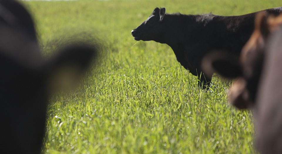 Cheiro de estrume rende multa de R$ 450 mil para empresa que exportou ...