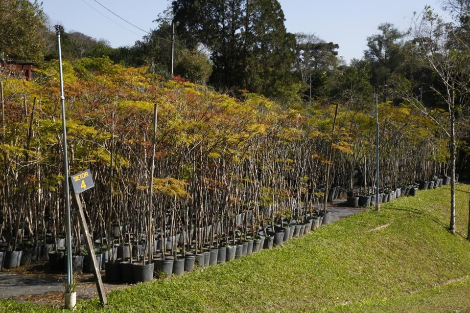 Como plantar uma árvore e conseguir mudas em Curitiba