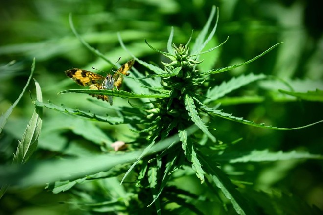 EUA querem retomar o cultivo do cânhamo industrial