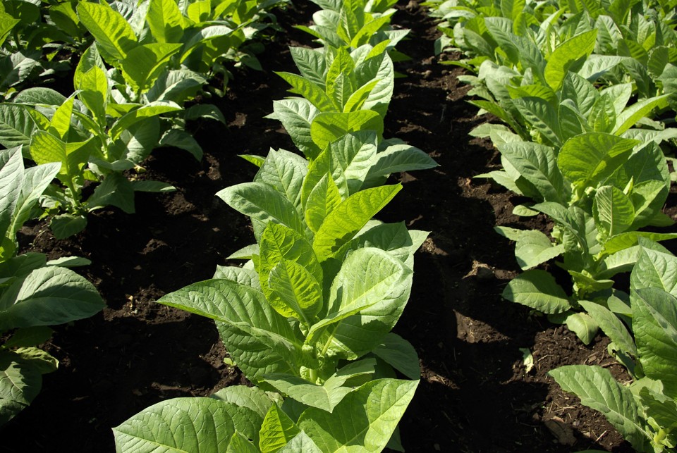 A importância econômica e social do Tabaco no Brasil