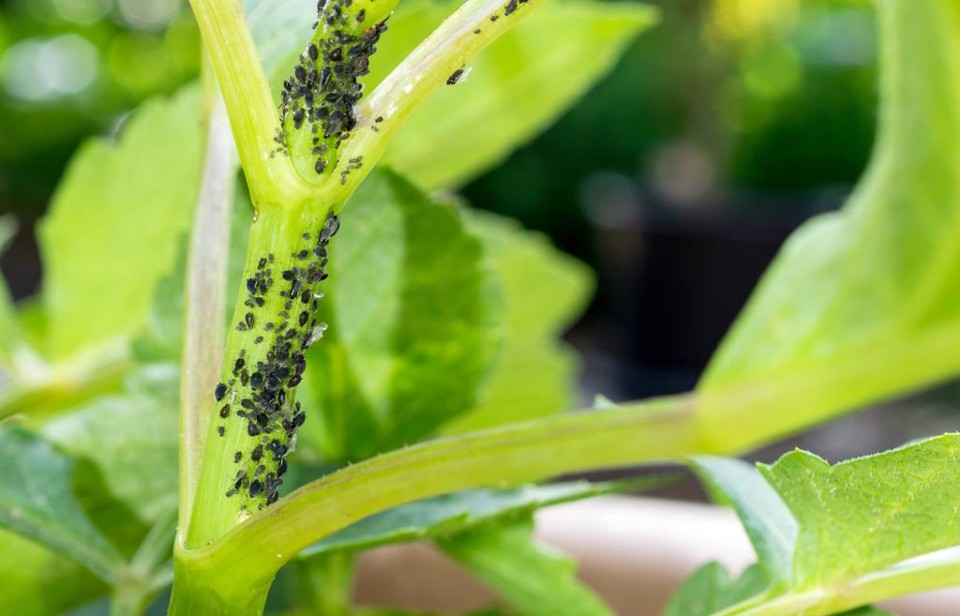 EUA pesquisam uso de insetos na recuperação de lavouras