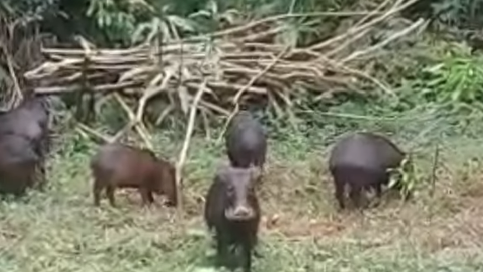 Porcos-do-mato ameaçados de extinção aparecem em reserva no Litoral