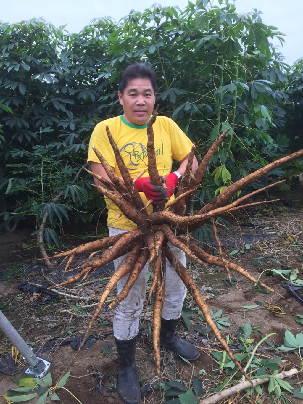 Brasileiro “Rei da Cebolinha” no Japão quer liderar também na produção ...