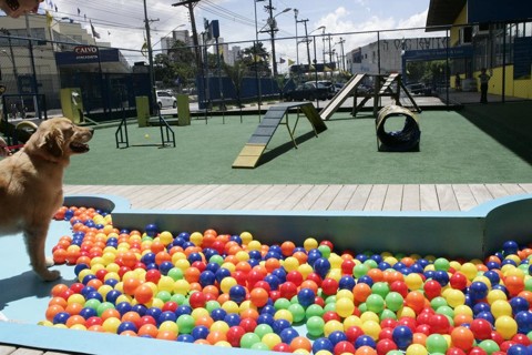 Brasil vira segundo maior mercado pet do mundo