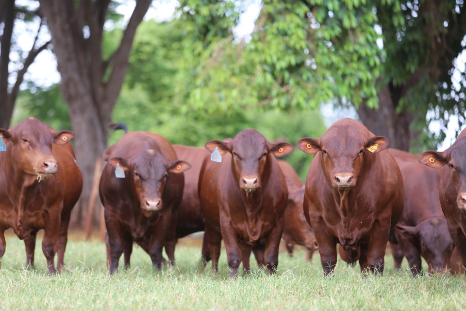 Conheça o senepol, uma raça de touros que está crescendo no país